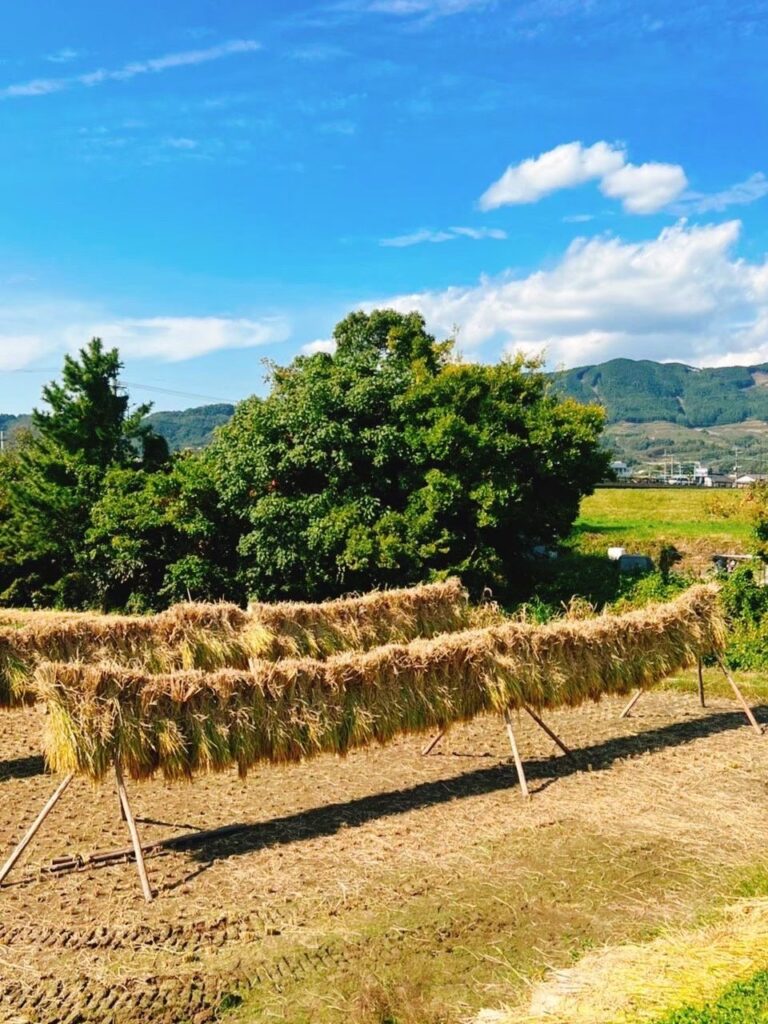 近江八幡のカフェ・レストラン｜【公式】369 Terrace Cafe 近江八幡